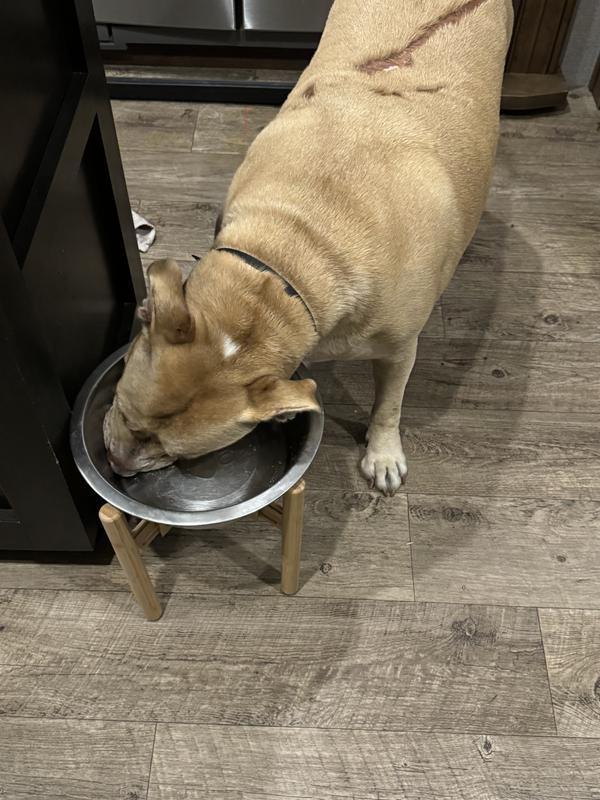 CESAR Wood-Grilled Chicken Flavor Filets in Gravy Wet Dog Food, 1.76-oz ...