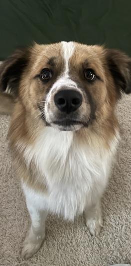 WISDOM PANEL Essential Breed Identification DNA Test for Dogs - Chewy.com