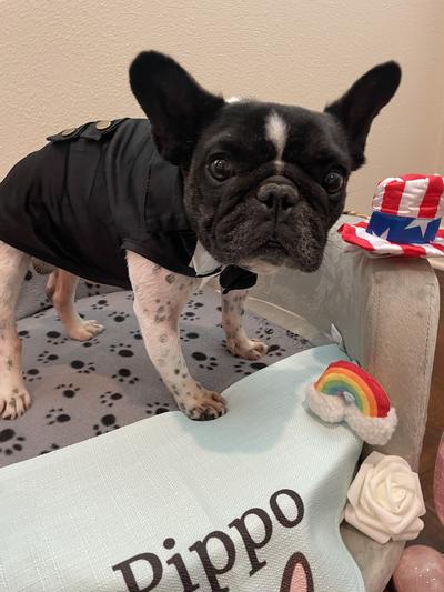 FRISCO Formal Dog & Cat Tuxedo, Black, X-Large - Chewy.com