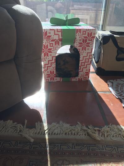 FRISCO Holiday Gift Box Cardboard Cat House Cat Toy - Chewy.com