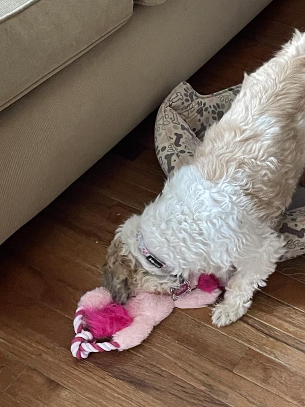 FRISCO Axolotl Plush with Rope Squeaky Dog Toy, Medium/Large - Chewy.com