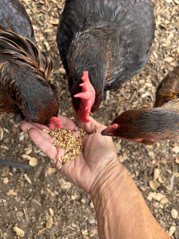 LOVE MY GIRLS 5-Grain & Worms Corn-Free Gourmet Chicken Treats, 5-lb ...