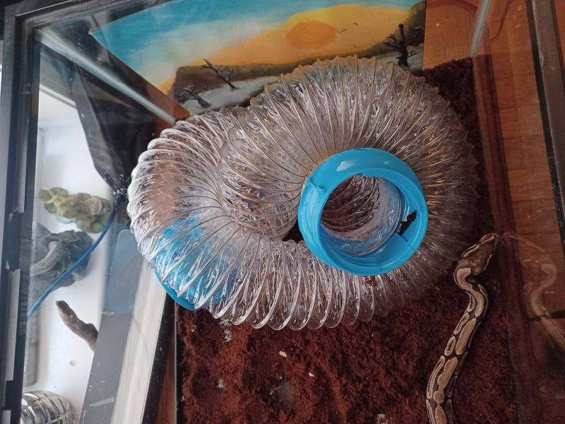 Discontinued - KAYTEE FerreTrail Flex-E Fun-nels, Color Varies - Chewy.com