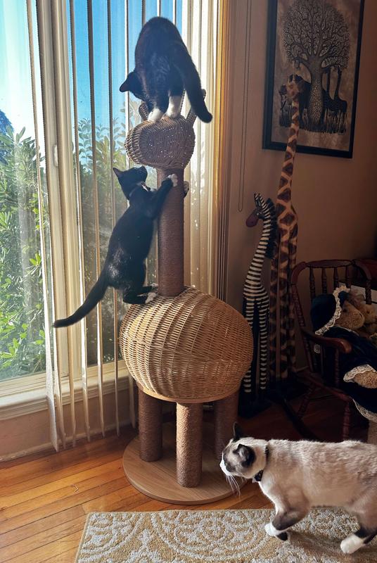 FRISCO Giraffe 51" Wicker Cat Tree & Condo - Chewy.com