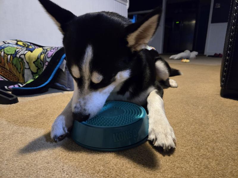 KONG Licks Spinz Dog Treat Dispensers Toy, Teal, Large - Chewy.com