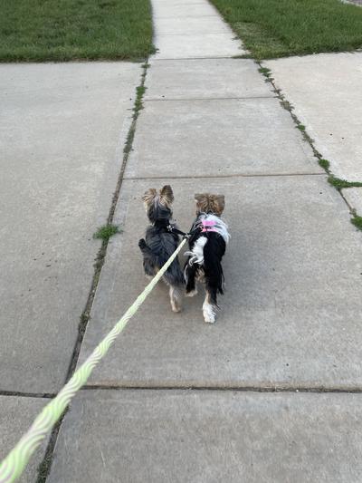 GUARDIAN GEAR 2-Way Dog Coupler, Black, Large - Chewy.com