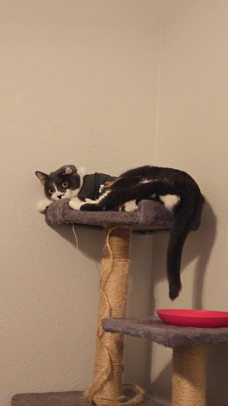 THUNDERSHIRT Anxiety Vest for Cats, Heather Grey, Small - Chewy.com