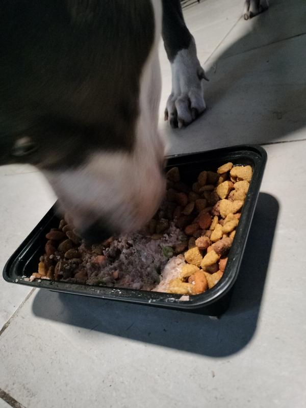 JUSTFOODFORDOGS Variety Pack Frozen Human-Grade Fresh Dog Food, 5.5-oz ...