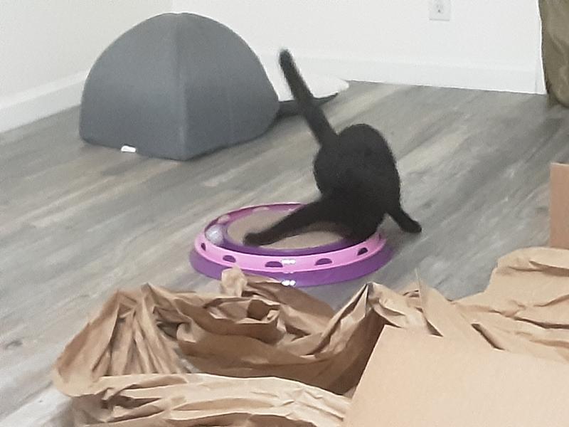 FRISCO Scratch & Roll Scratcher Cat Toy with Catnip, Purple - Chewy.com