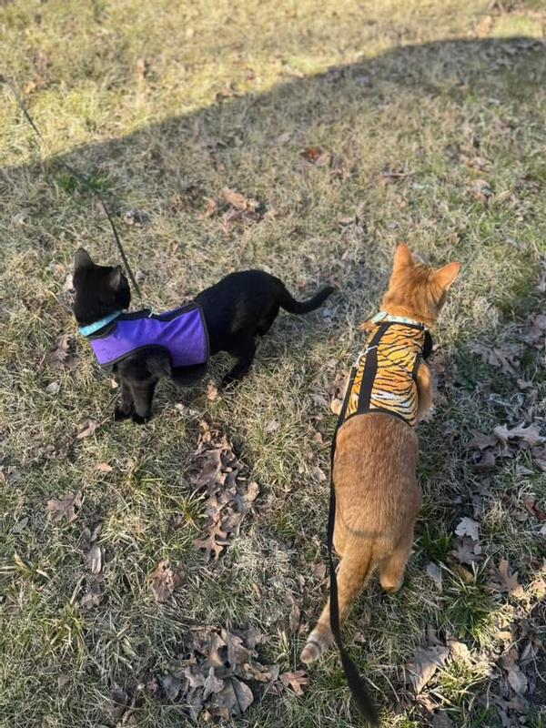 KITTY HOLSTER Cat Harness, Hunter Green, X-Large - Chewy.com