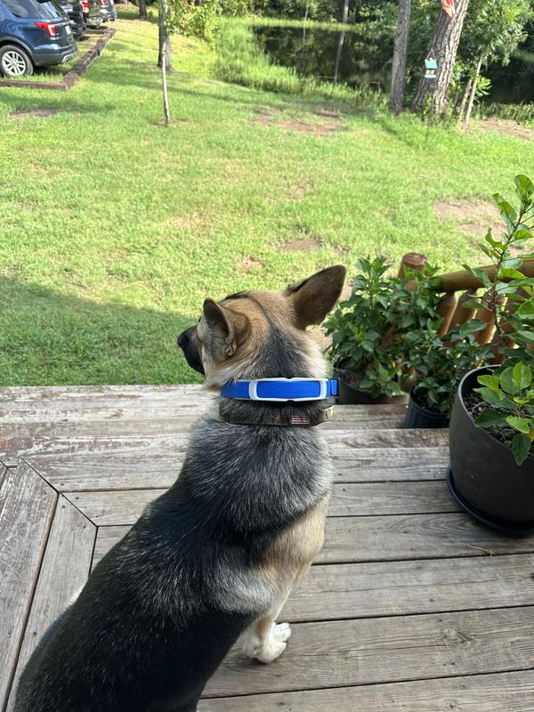 PETSAFE Guardian GPS + Tracking Wireless Fence Dog Collar, Grey/Blue ...