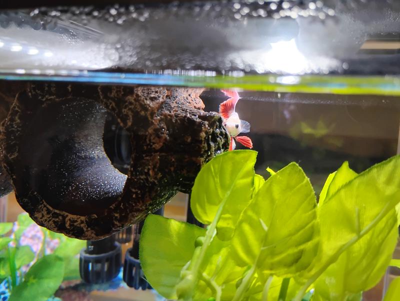 ZOO MED Floating Betta Log - Chewy.com