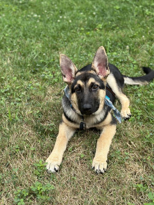 SPORTMIX CanineX Performance Beef Formula Dry Dog Food, 40-lb bag ...