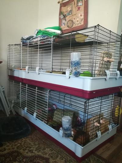 FERPLAST Krolik 140 Rabbit Cage & Wire Hutch - Chewy.com