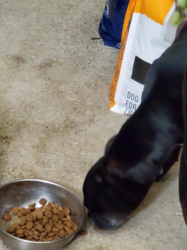 PETHONESTY Probiotics GI Pumpkin Flavored Powder Digestive Aid for Dogs ...