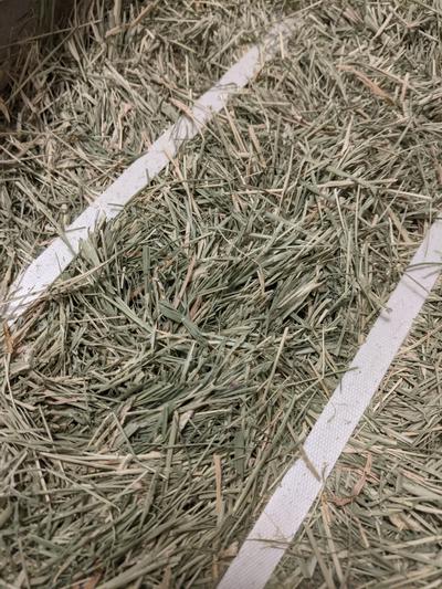 AMETZA Premium Compressed Bermuda Hay Bale Horse Forage, 50-lb bale ...