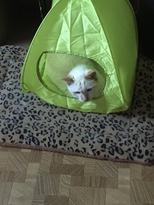 RUFFIN' IT Cat Pop Up Tent Cat Toy, Color Varies - Chewy.com RUFFIN' IT Cat Pop Up Tent Cat Toy, Color Varies - Chewy.com