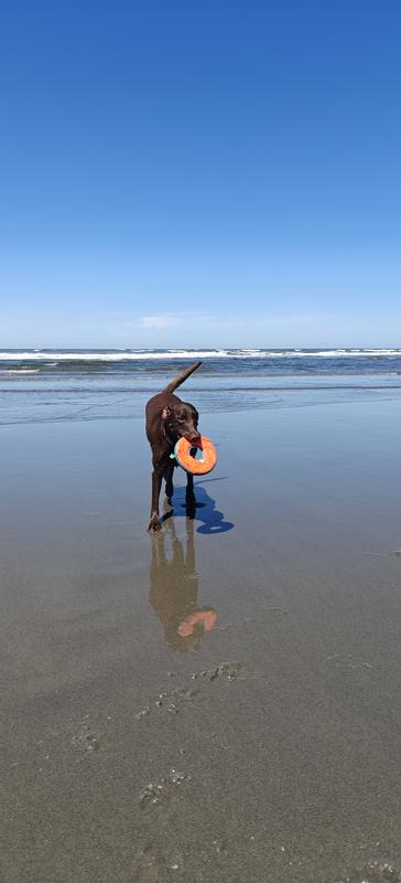 Discontinued - CHUCKIT! Zipflight Disc Dog Toy, Color Varies, Small ...