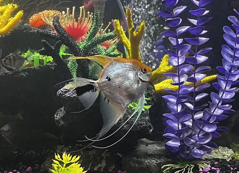 PYTHON No Spill Clean & Fill Aquarium Maintenance System, 25-ft - Chewy.com