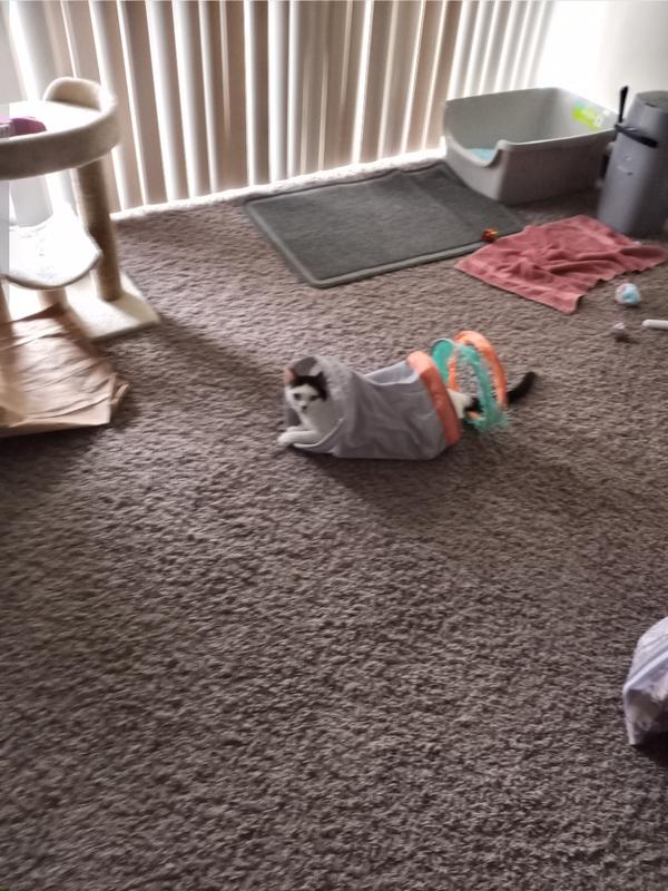 SMARTYKAT Fringe Frenzy Cat Activity Tunnel - Chewy.com