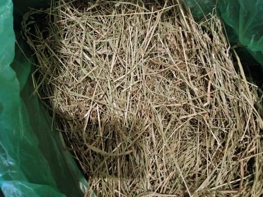 SWEET MEADOW FARM 1st Cut Timothy Hay Small Pet Food, 9-lb box - Chewy.com