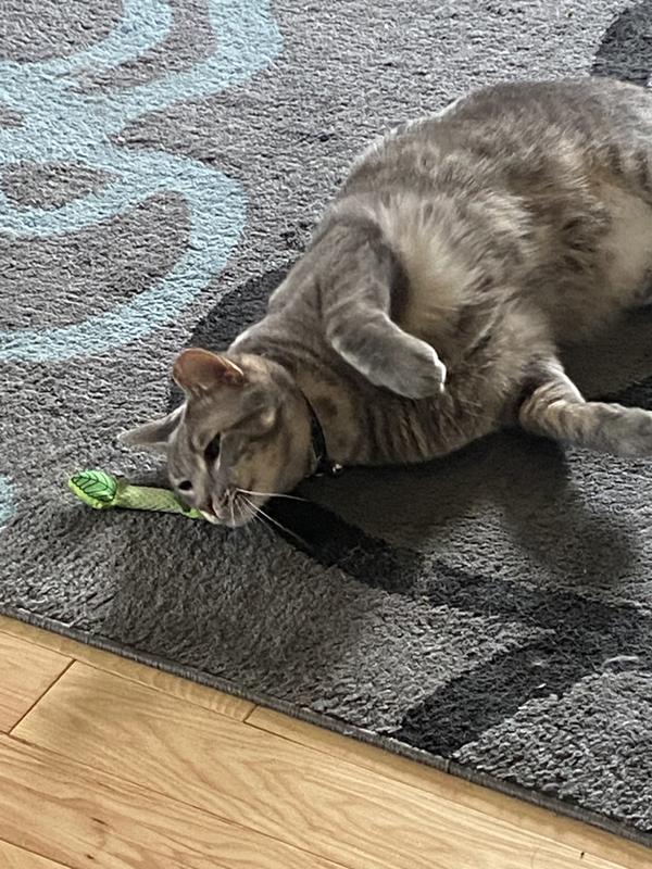 CATSTAGES Fresh Breath Mint Stick Cat Chew Toy - Chewy.com