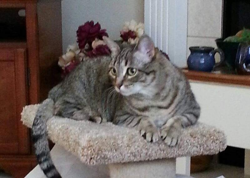 METHIMAZOLE COMPOUNDED Transdermal for Cats, 8.75-mg/0.1 mL, 6 mL, 2 ...