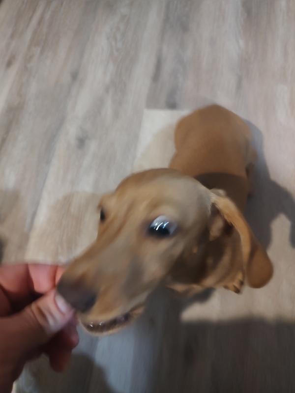 Temporarily Unavailable - BLUE BUFFALO Nudges Holiday Grillers Beef ...