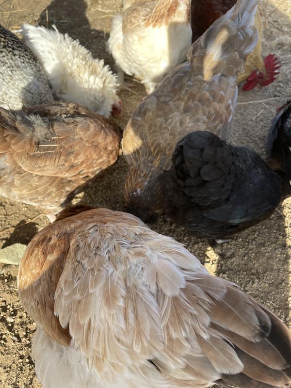 HEN UP Starter Grower Organic Non-GMO 18% Protein Chicken Feed, 25-lb ...