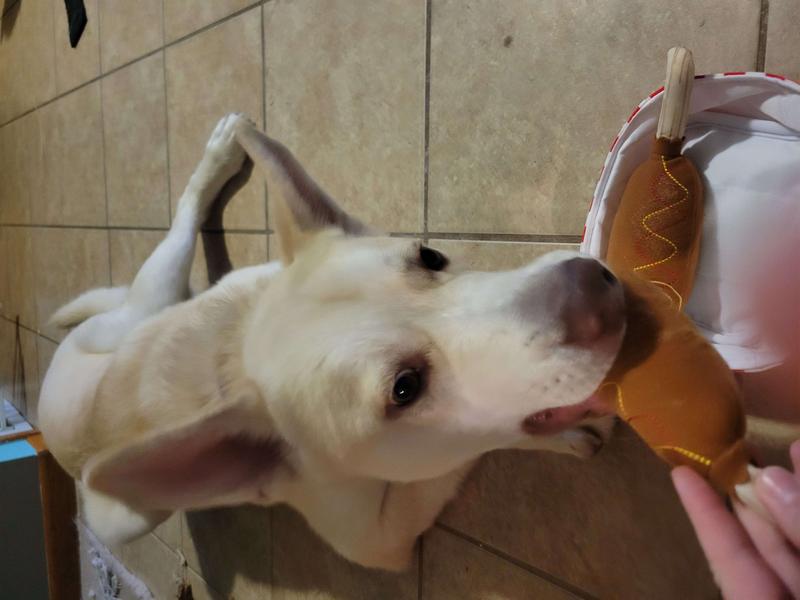 FRISCO Corndog Interactive Plush Squeaky Dog Toy, Small/Medium - Chewy.com