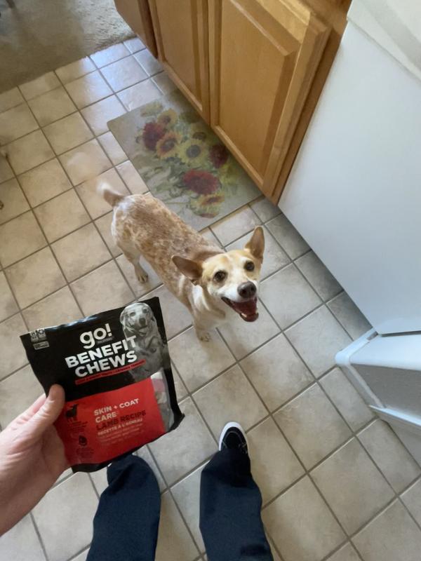 GO! SOLUTIONS Benefit Chews Skin + Coat Care Benefit Lamb Recipe Soft ...