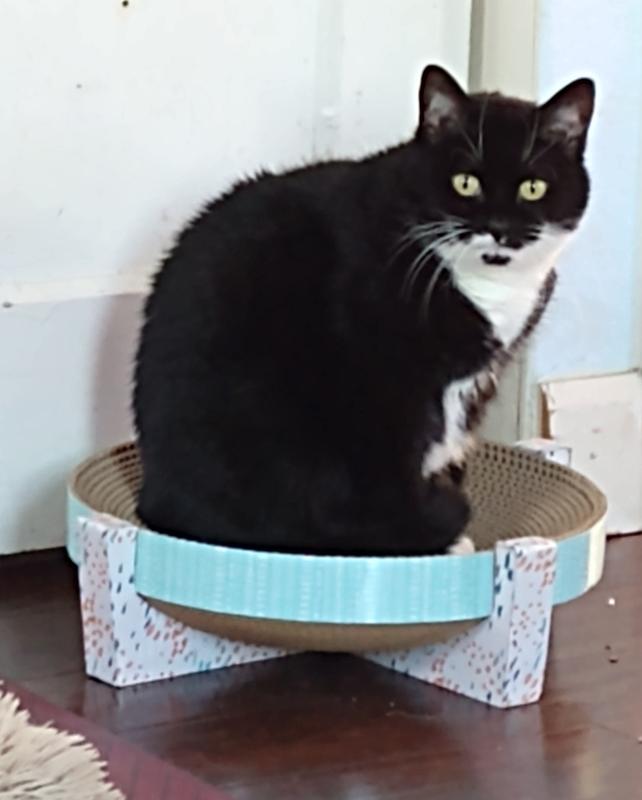 CATSTAGES Easy Life Scratch, Snuggle & Rest Cat Scratcher Toy with ...