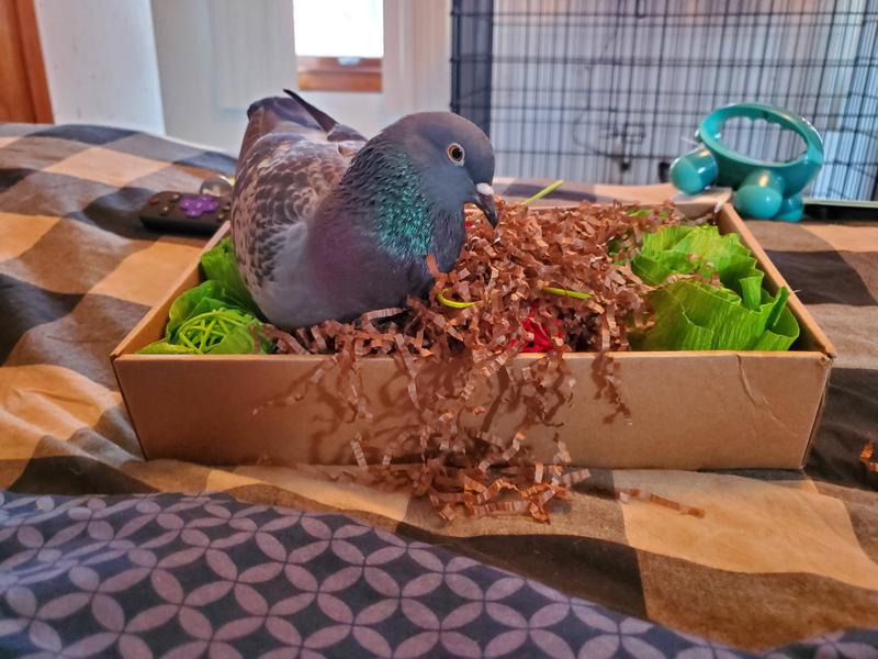 OXBOW Animal Health Enriched Life Garden Dig Box Small Animal Toy ...