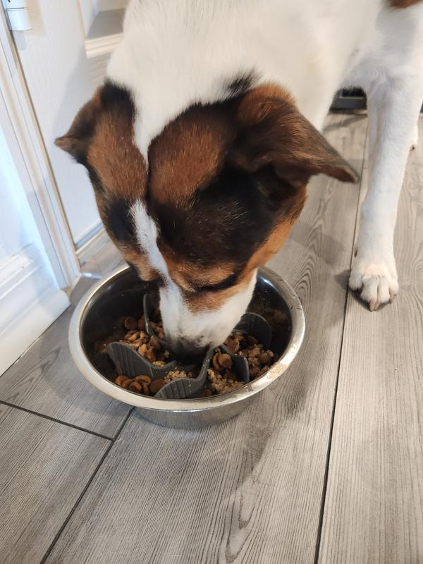 FRISCO Slow Feeder Insert - Chewy.com