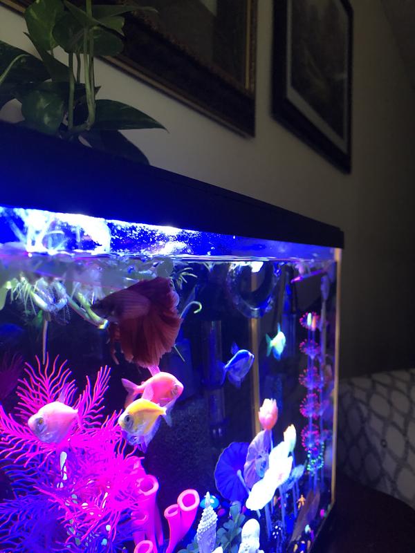 ZOO MED Floating Betta Log - Chewy.com