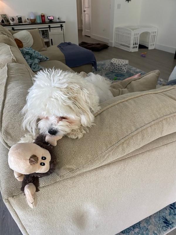 KONG Cozie Spunky the Monkey Dog Toy, Small - Chewy.com