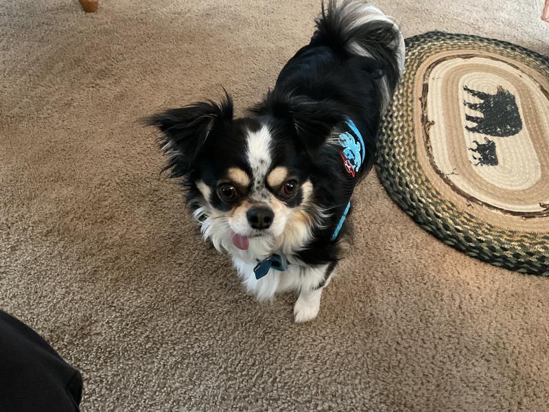 INTERCEPTOR PLUS Chew for Dogs, 8.1-25 lbs, (Green Box) - Easy Refills ...