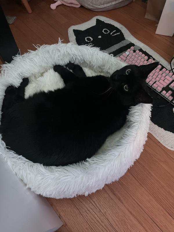 FRISCO Long Faux Fur Elevated Cat Bed, Gray - Chewy.com