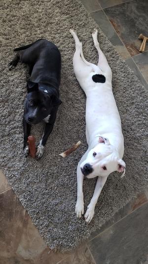 BIXBI Liberty Ruff Puffs Chicken-Free White Cheddar Flavor Dog Treats ...