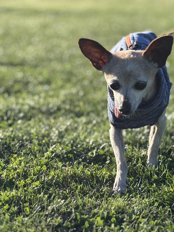 VETMEDIN (pimobendan) Chewable Tablets for Dogs, 50 tablets, 10-mg ...