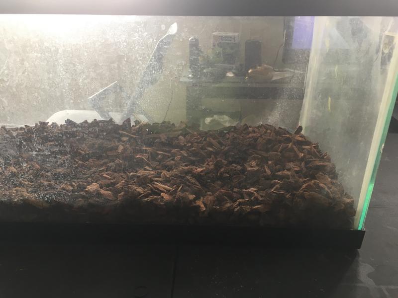 FRISCO Fir Bark Reptile Bedding, 24-qt - Chewy.com