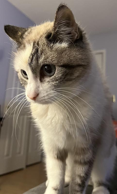 MIRATAZ (mirtazapine transdermal ointment) for Cats, 5-g tube - Easy ...