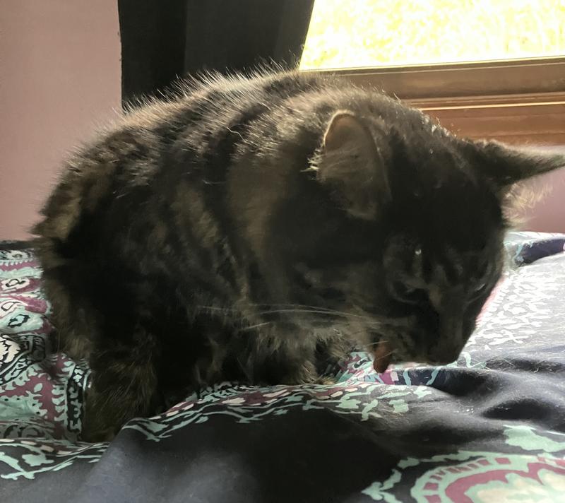 TINY TIGER, Meaty Tenders Cat Treats, Chicken Recipe, 10 count - Chewy.com