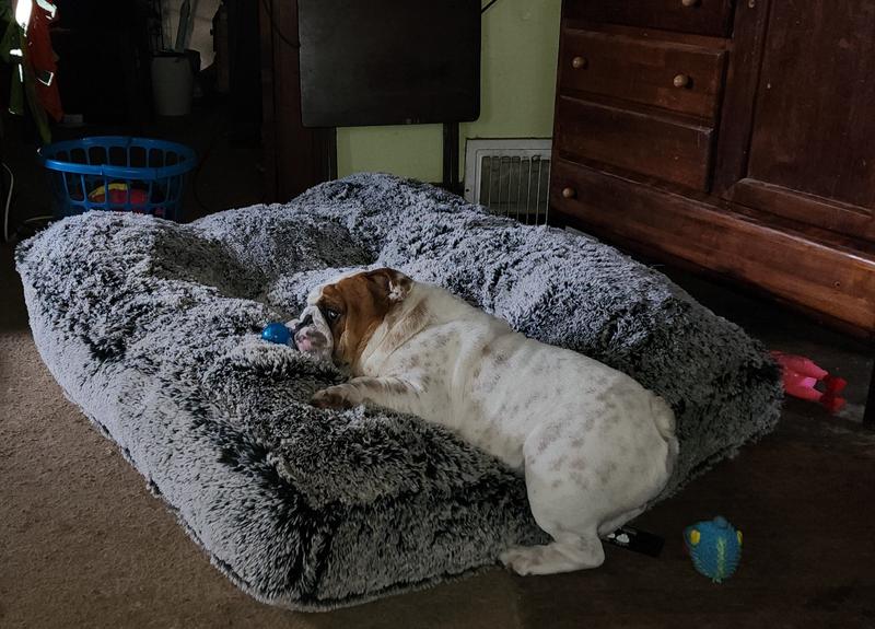 FOUFIT Paci Chew Pacifier Squeaky Dog Toy, Blue, Large - Chewy.com