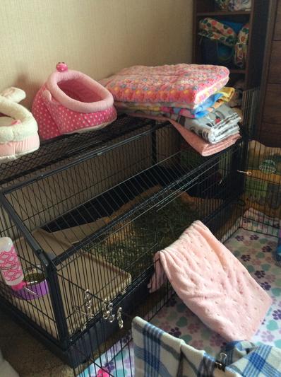 OXBOW Enriched Life Small Animal Cage with Play Yard, X-Large - Chewy.com