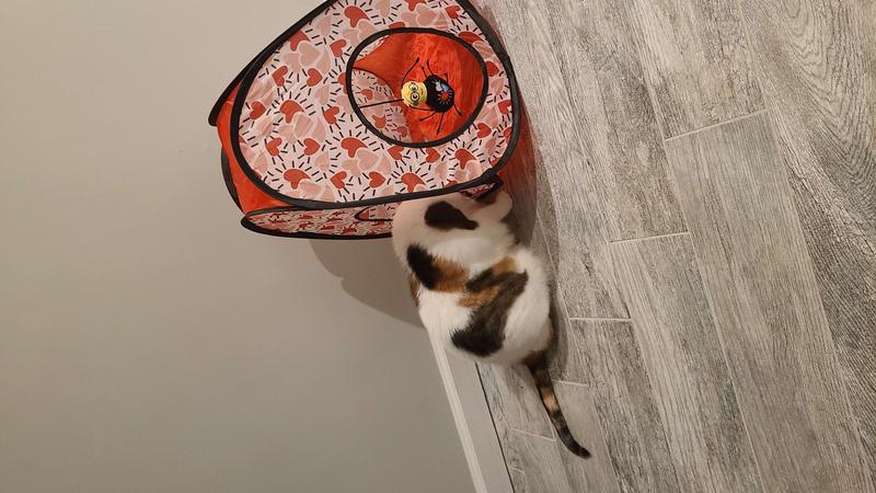 Temporarily Unavailable - FRISCO Valentine Love Bug Pop-Up Tent Cat Toy ...
