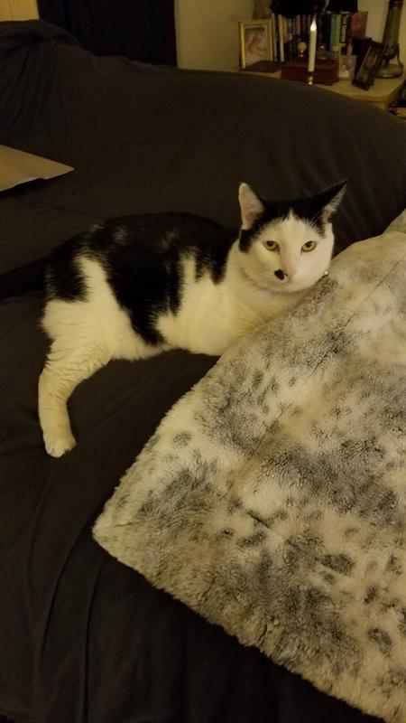 BEXACAT Flavored Tablets for Cats, 15mg, 30 count - Chewy.com