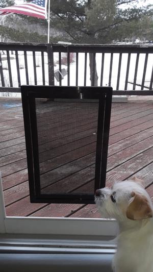 PETSAFE Window & Porch Screen Pet Door, Small - Chewy.com