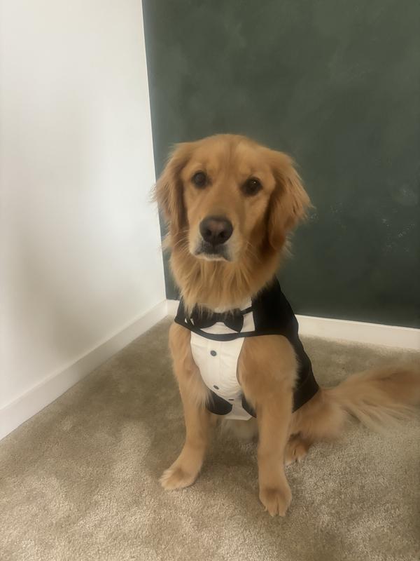 FRISCO Formal Dog & Cat Tuxedo, Black, XX-Large - Chewy.com