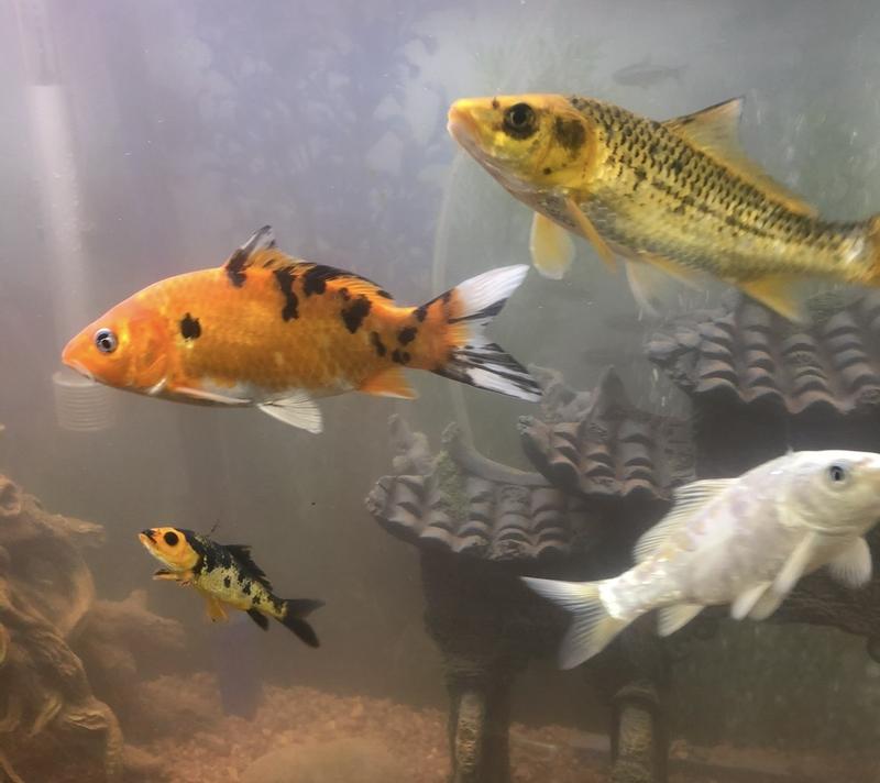 Purina AquaMax Pond Fish 4000 Extruded Fish Food, 50-lb bag - Chewy.com